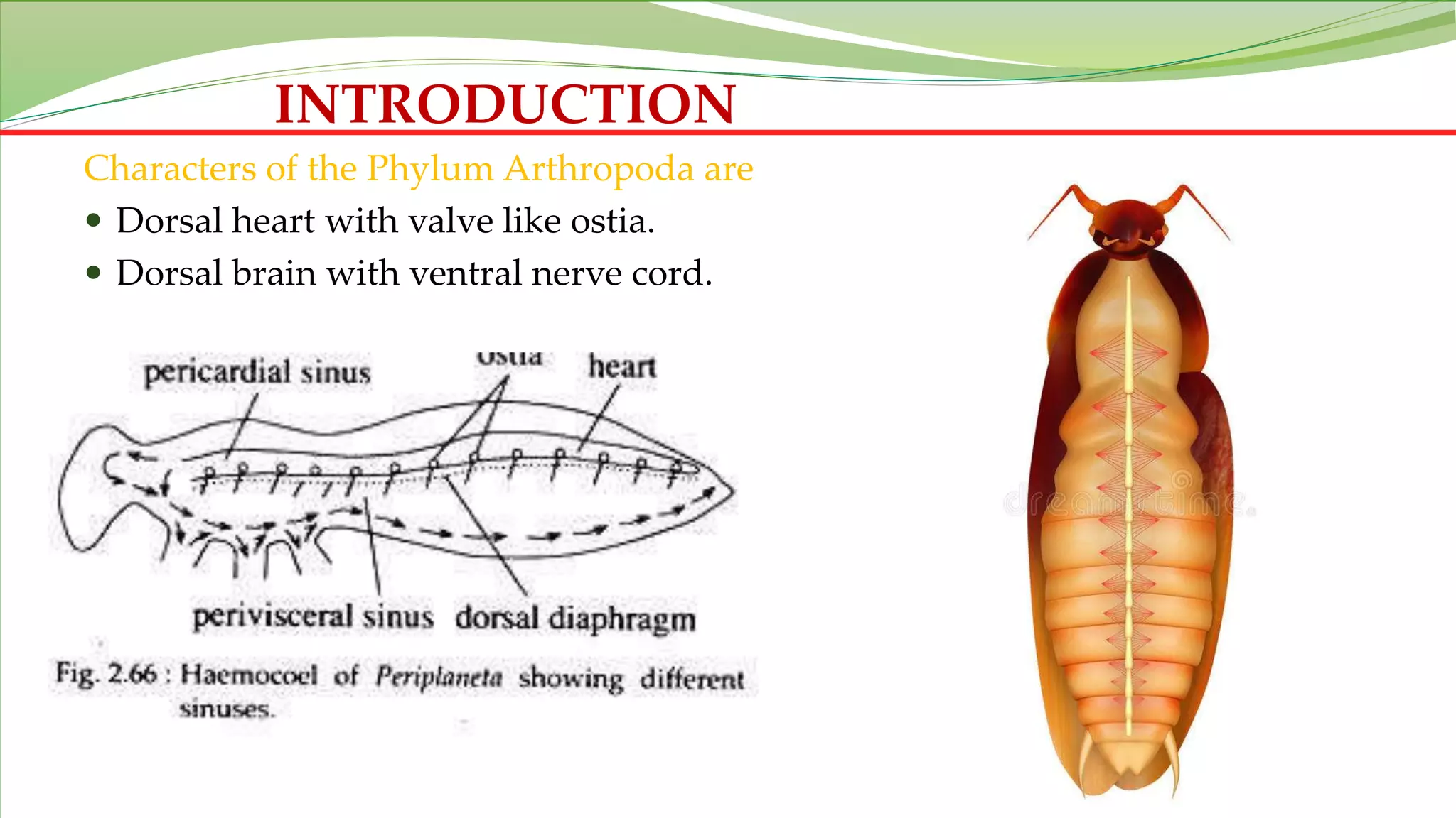 Lec. 3 classification of phylum.ppt