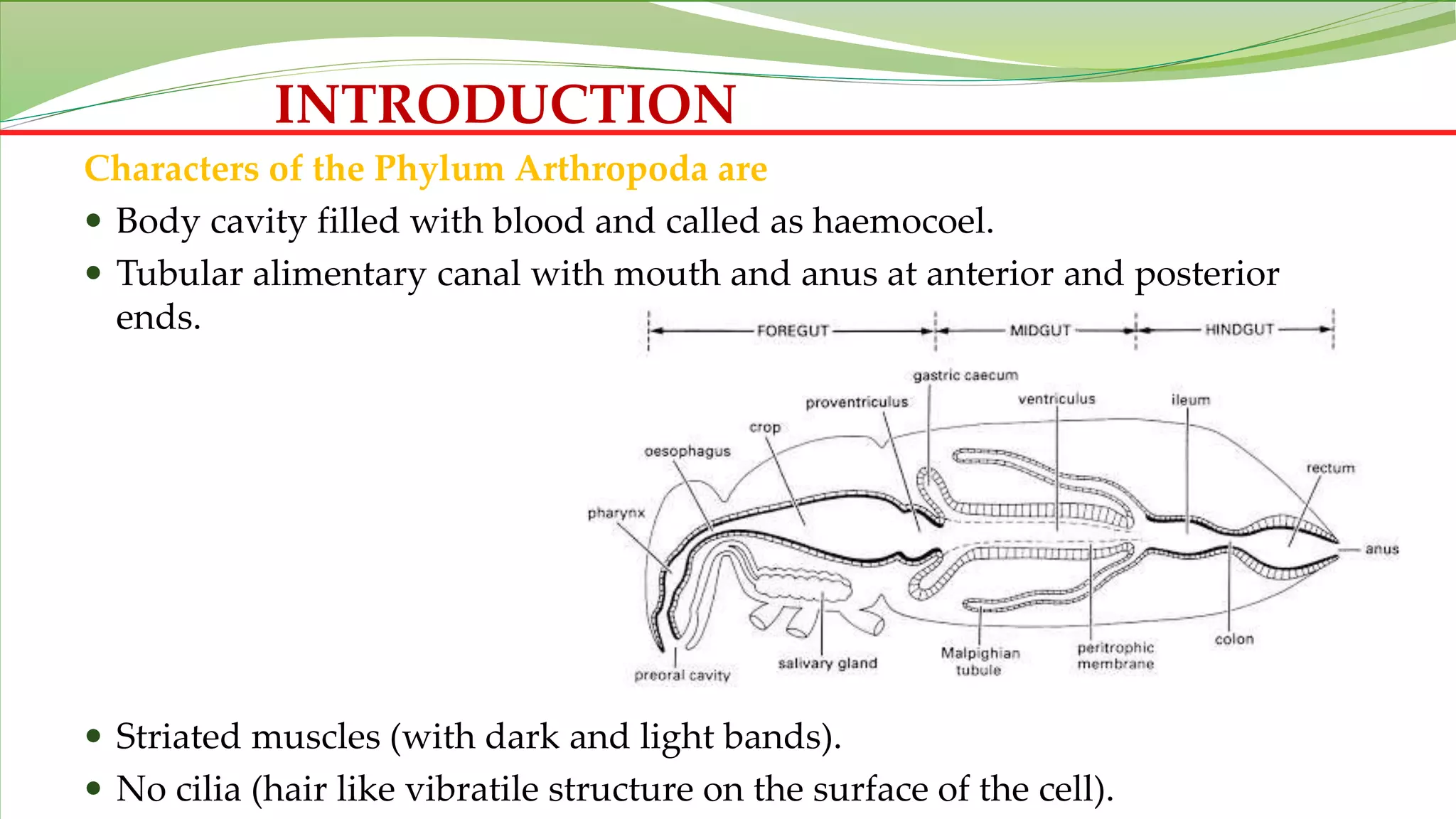 Lec. 3 classification of phylum.ppt | Biological Sciences | Science