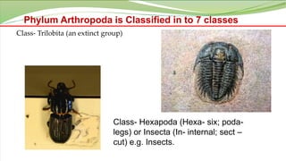 Lec. 3 classification of phylum.ppt | Biological Sciences | Science