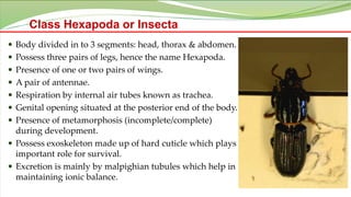 Lec. 3 classification of phylum.ppt | Biological Sciences | Science