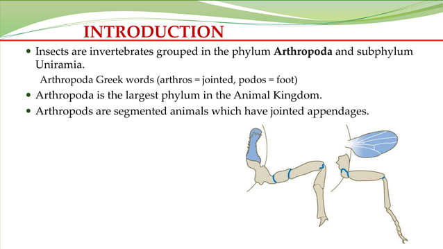 Lec. 3 classification of phylum.ppt