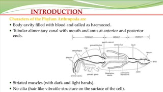 Lec. 3 classification of phylum.ppt | Biological Sciences | Science