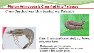 Lec. 3 classification of phylum.ppt | Biological Sciences | Science