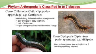 Lec. 3 classification of phylum.ppt | Biological Sciences | Science