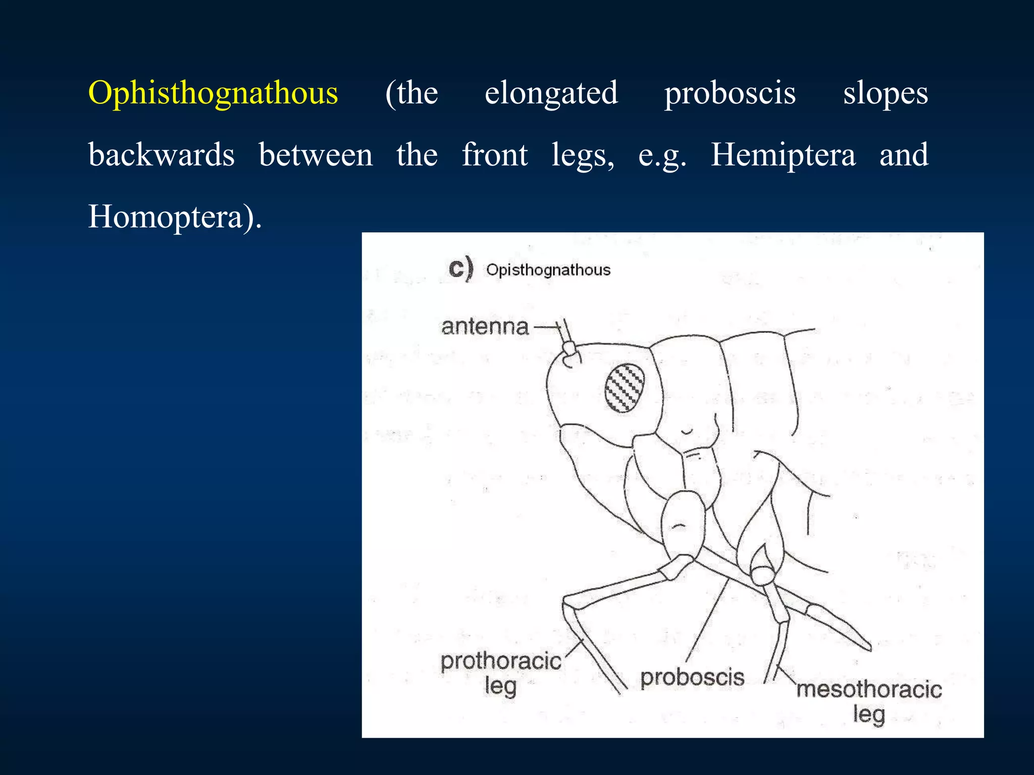 Lec. 6 Body segmentation Structure of head & its types.ppt