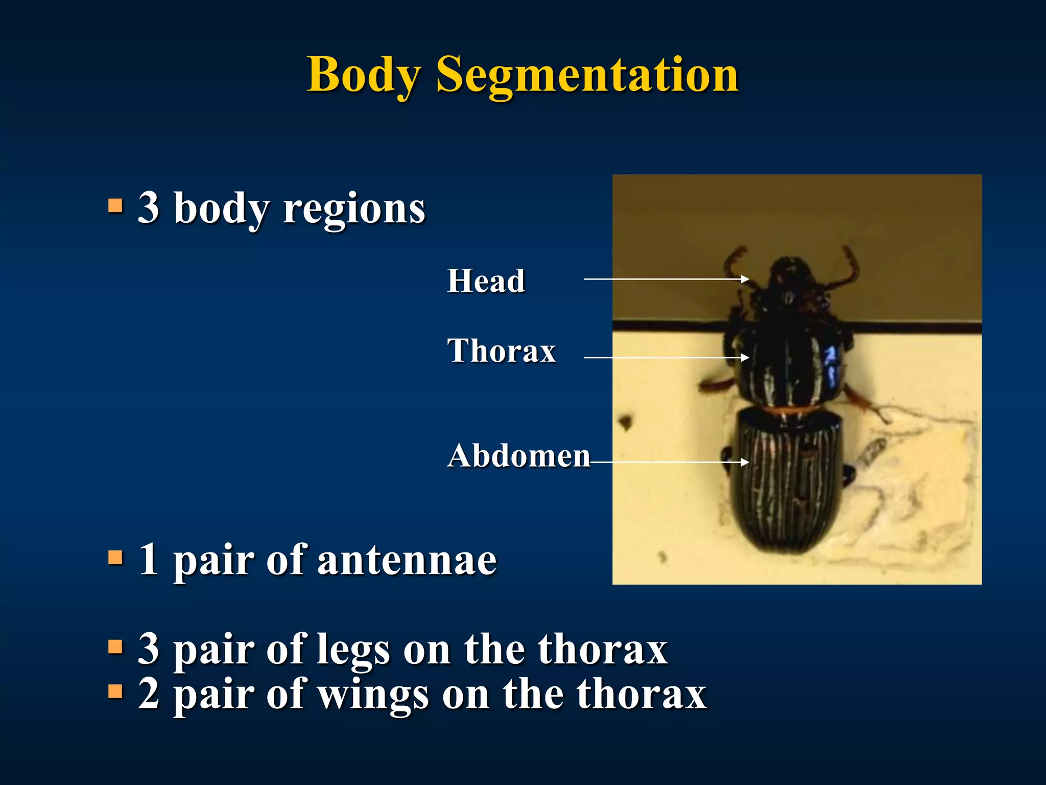 Lec. 6 Body segmentation Structure of head & its types.ppt