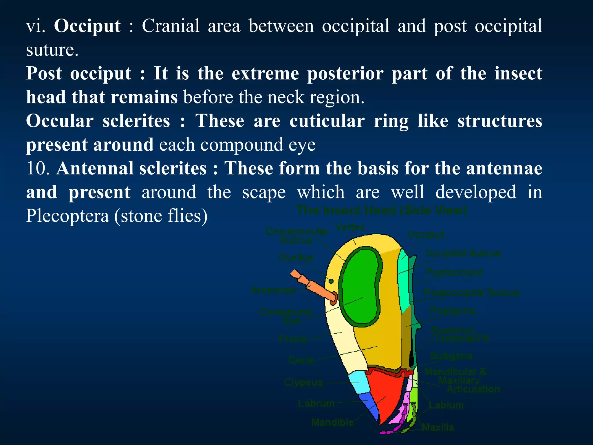 Lec 6 Body Segmentation Structure Of Head And Its Typesppt