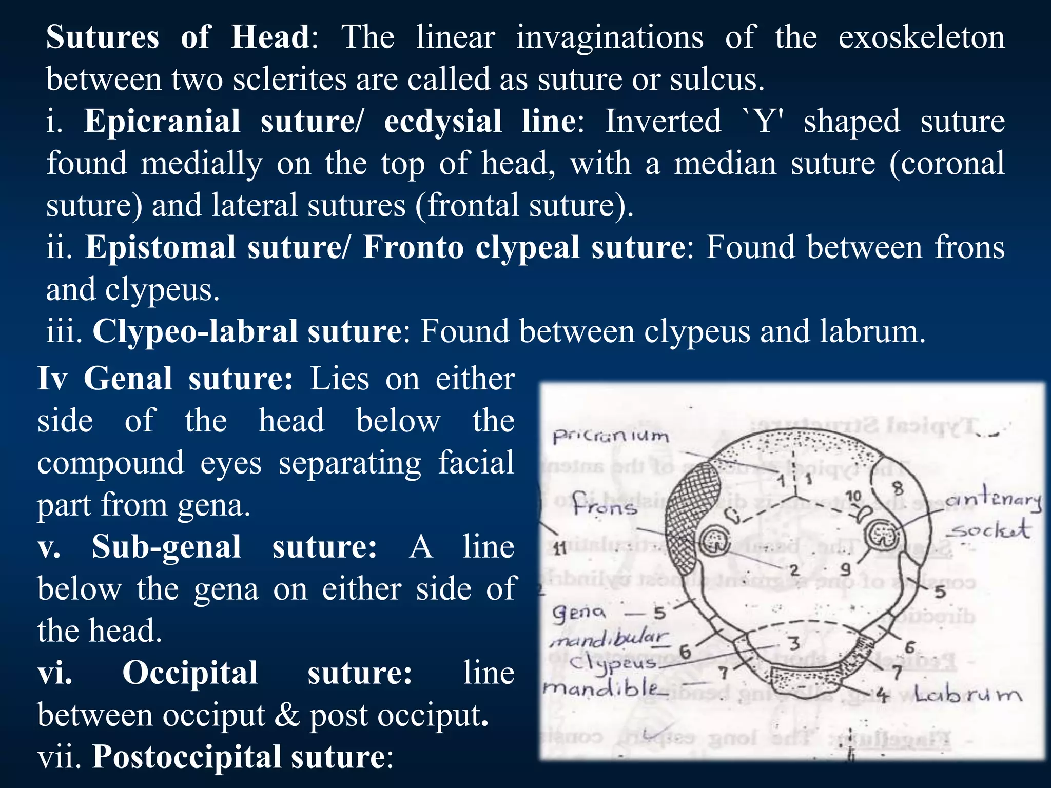 Lec 6 Body Segmentation Structure Of Head And Its Typesppt