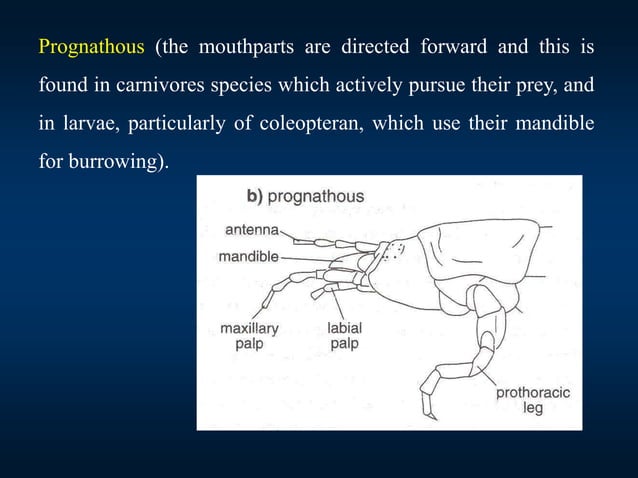 Lec 6 Body Segmentation Structure Of Head And Its Typesppt