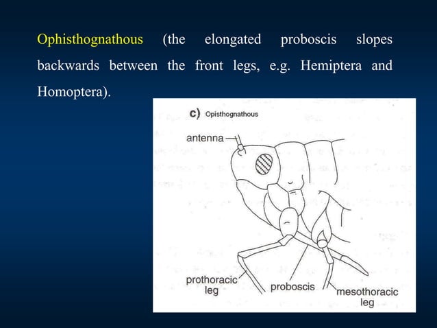 Lec 6 Body Segmentation Structure Of Head And Its Typesppt