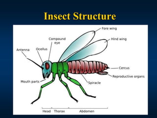 Lec. 6 Body segmentation Structure of head & its types.ppt