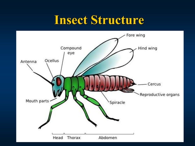 Lec. 6 Body segmentation Structure of head & its types.ppt