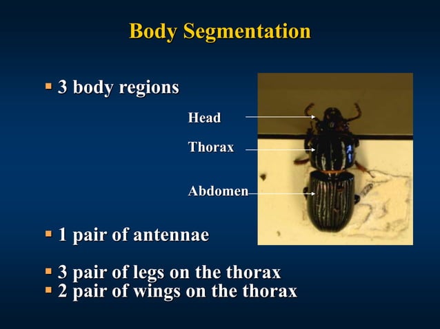 Lec 6 Body Segmentation Structure Of Head And Its Typesppt
