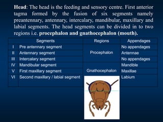Lec. 6 Body segmentation Structure of head & its types.ppt