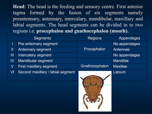 Lec. 6 Body segmentation Structure of head & its types.ppt