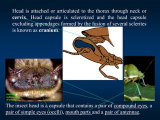 Lec. 6 Body segmentation Structure of head & its types.ppt
