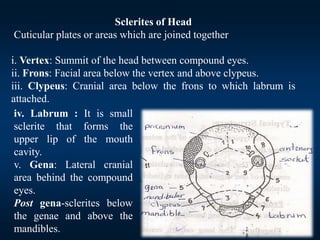 Lec. 6 Body segmentation Structure of head & its types.ppt