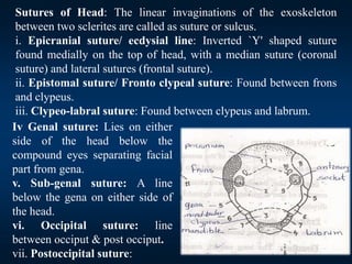 Lec. 6 Body segmentation Structure of head & its types.ppt