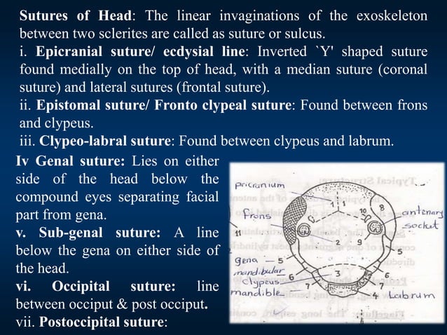 Lec. 6 Body segmentation Structure of head & its types.ppt