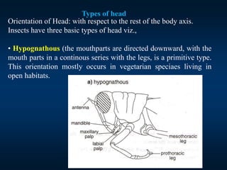 Lec. 6 Body segmentation Structure of head & its types.ppt