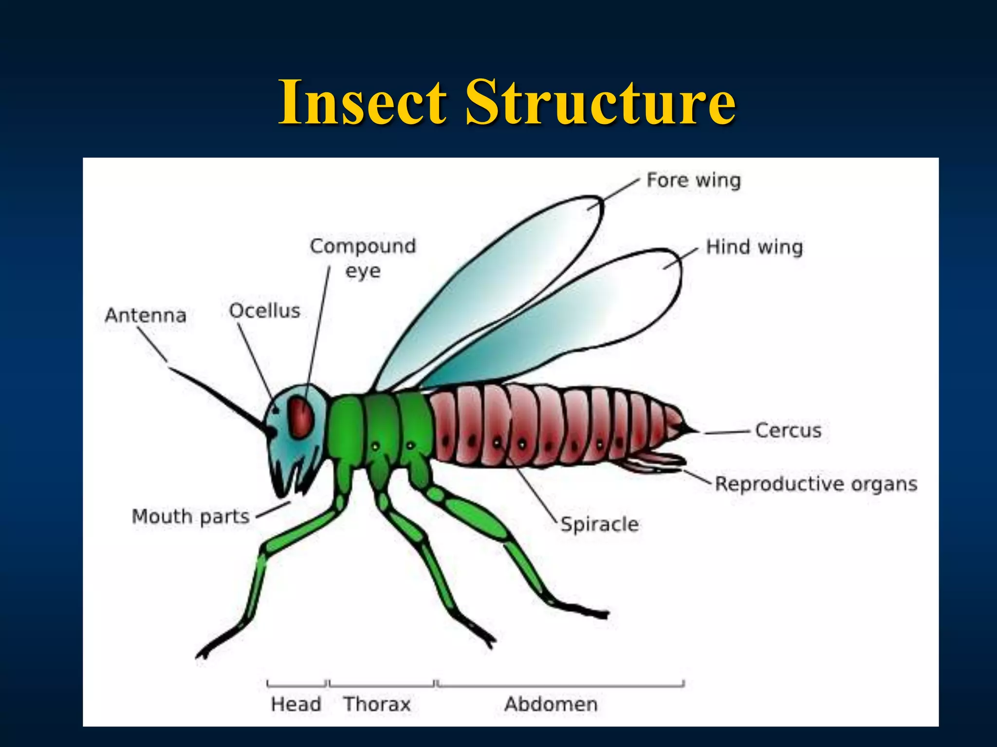 Lec. 7 Body segmentation Structure of thorax & abdomen.ppt