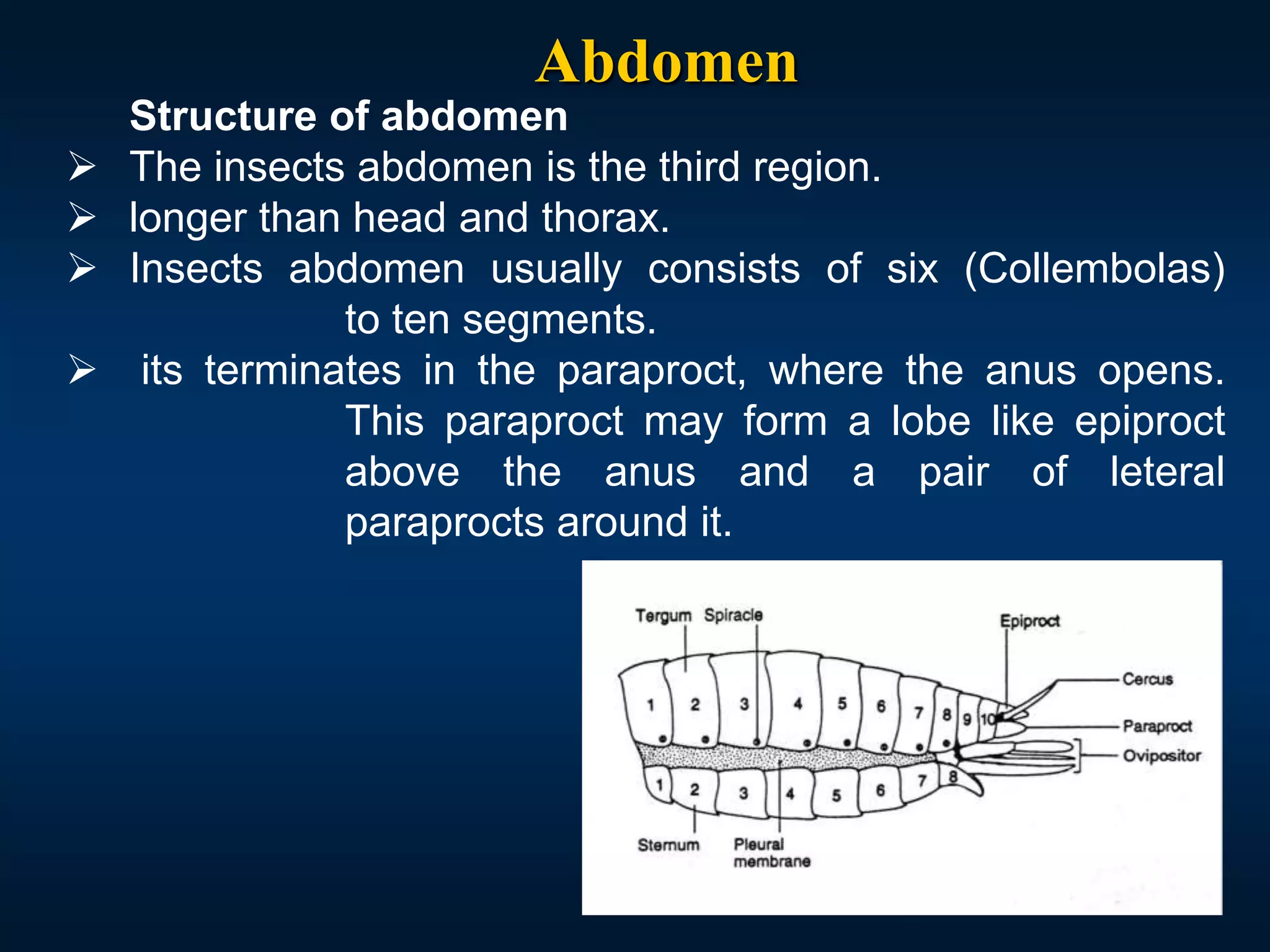Lec. 7 Body segmentation Structure of thorax & abdomen.ppt