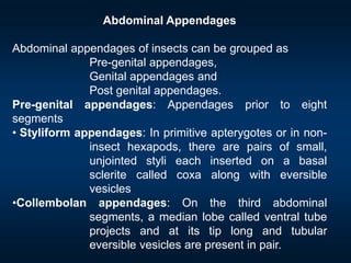 Lec. 7 Body segmentation Structure of thorax & abdomen.ppt