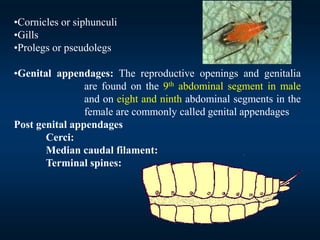 Lec. 7 Body segmentation Structure of thorax & abdomen.ppt