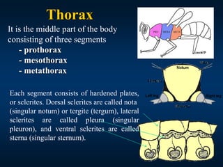 Lec. 7 Body segmentation Structure of thorax & abdomen.ppt