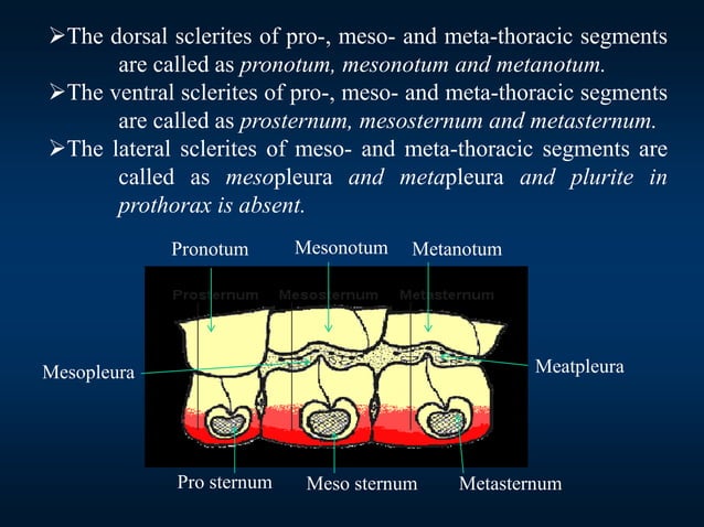 Lec. 7 Body segmentation Structure of thorax & abdomen.ppt | Biological ...