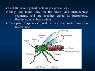 Lec. 7 Body segmentation Structure of thorax & abdomen.ppt