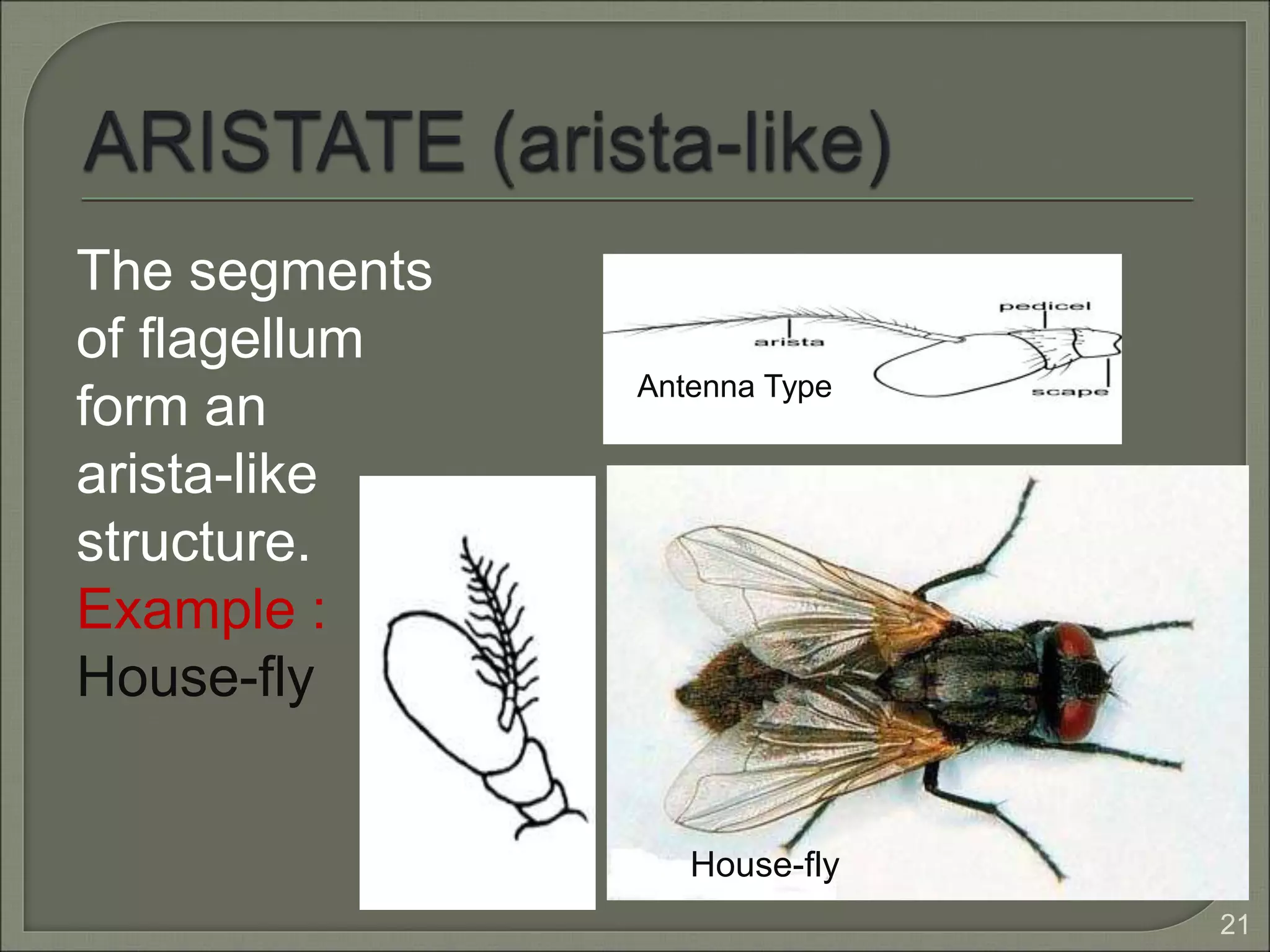 Lec. 8 Structure and modifications of insect antennae.ppt