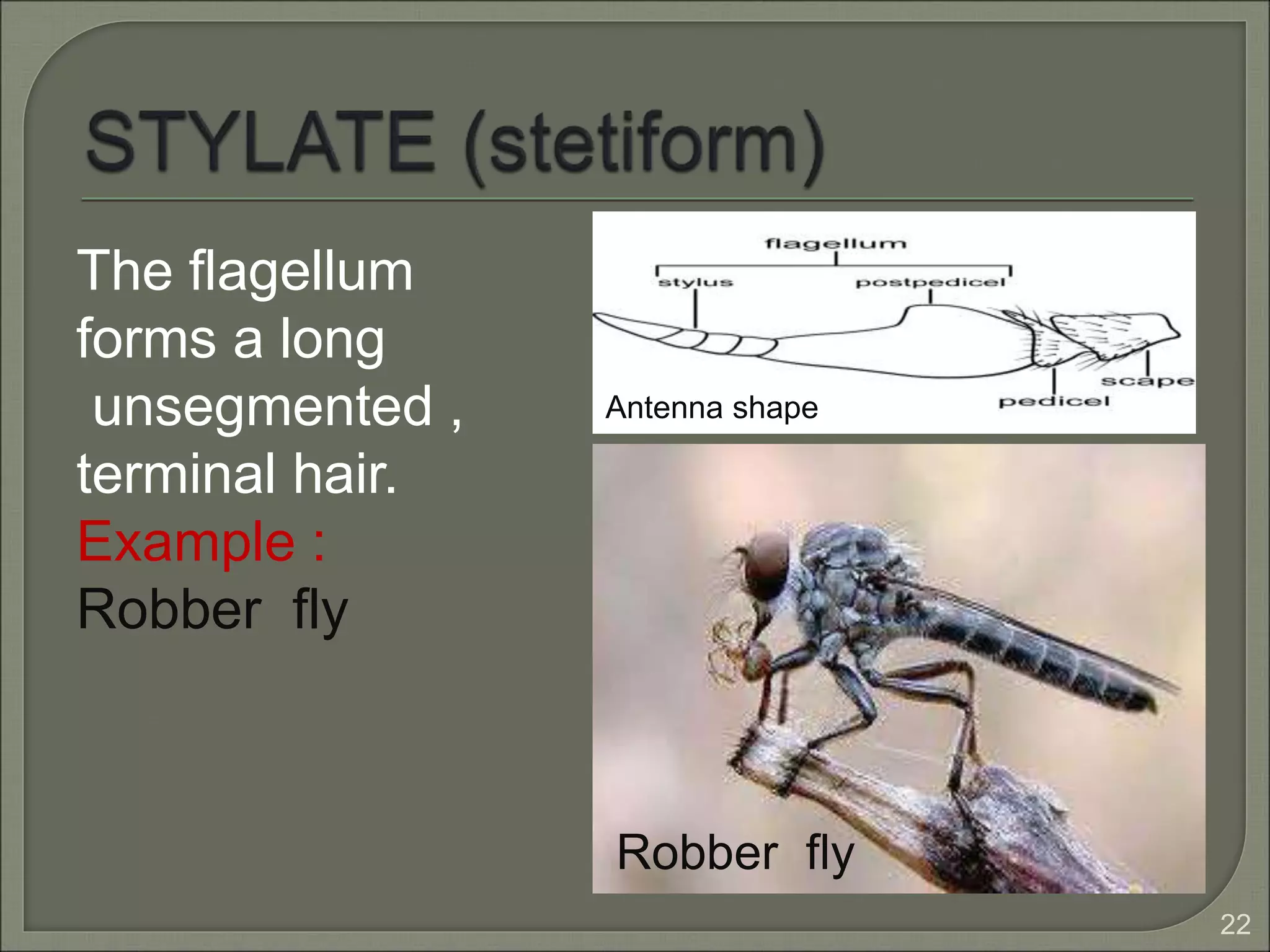 Lec. 8 Structure and modifications of insect antennae.ppt