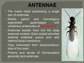 Lec. 8 Structure and modifications of insect antennae.ppt