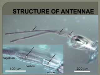 Lec. 8 Structure and modifications of insect antennae.ppt
