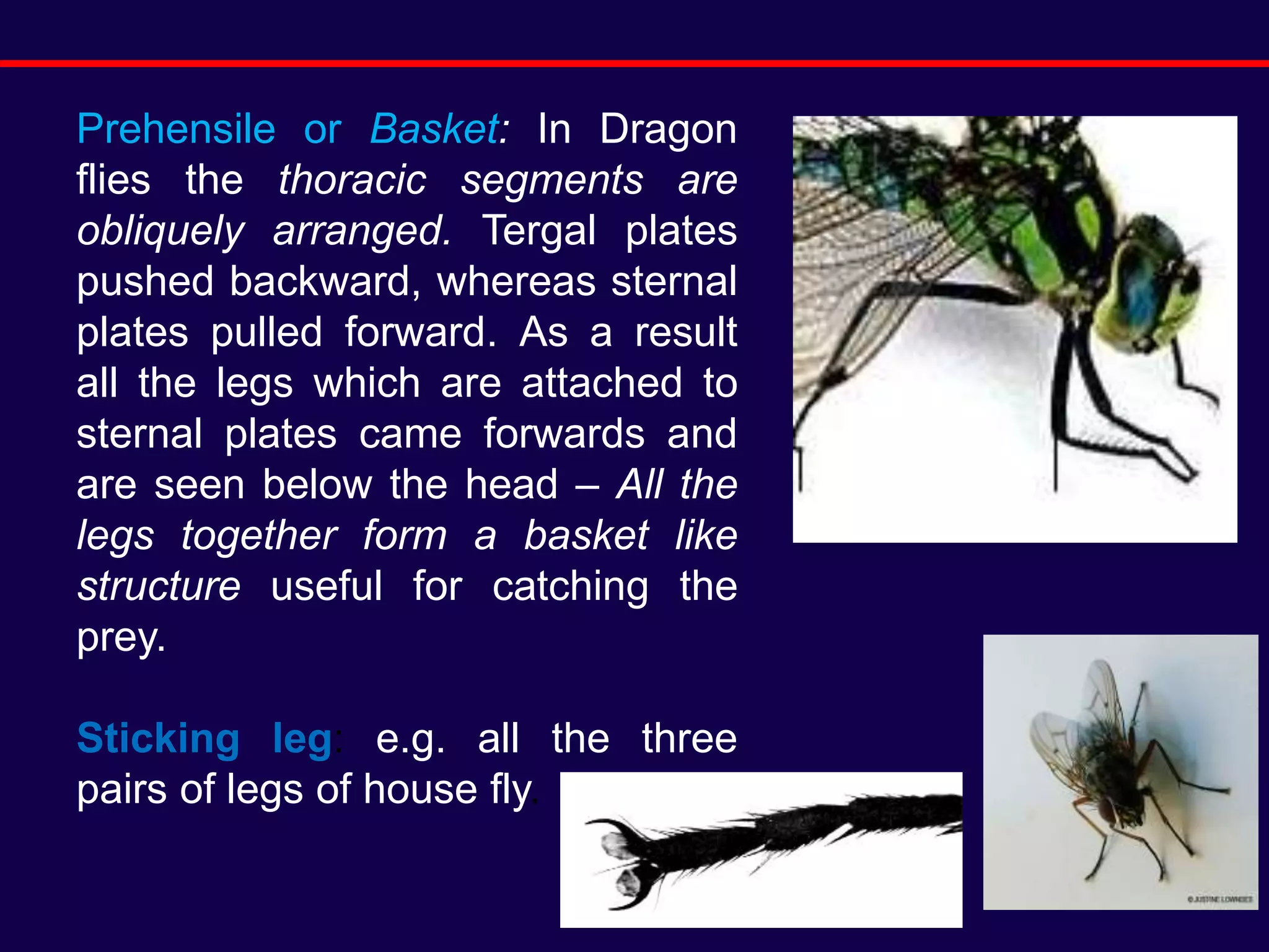 Lec. 10 Structure and modifications of insect legs.ppt