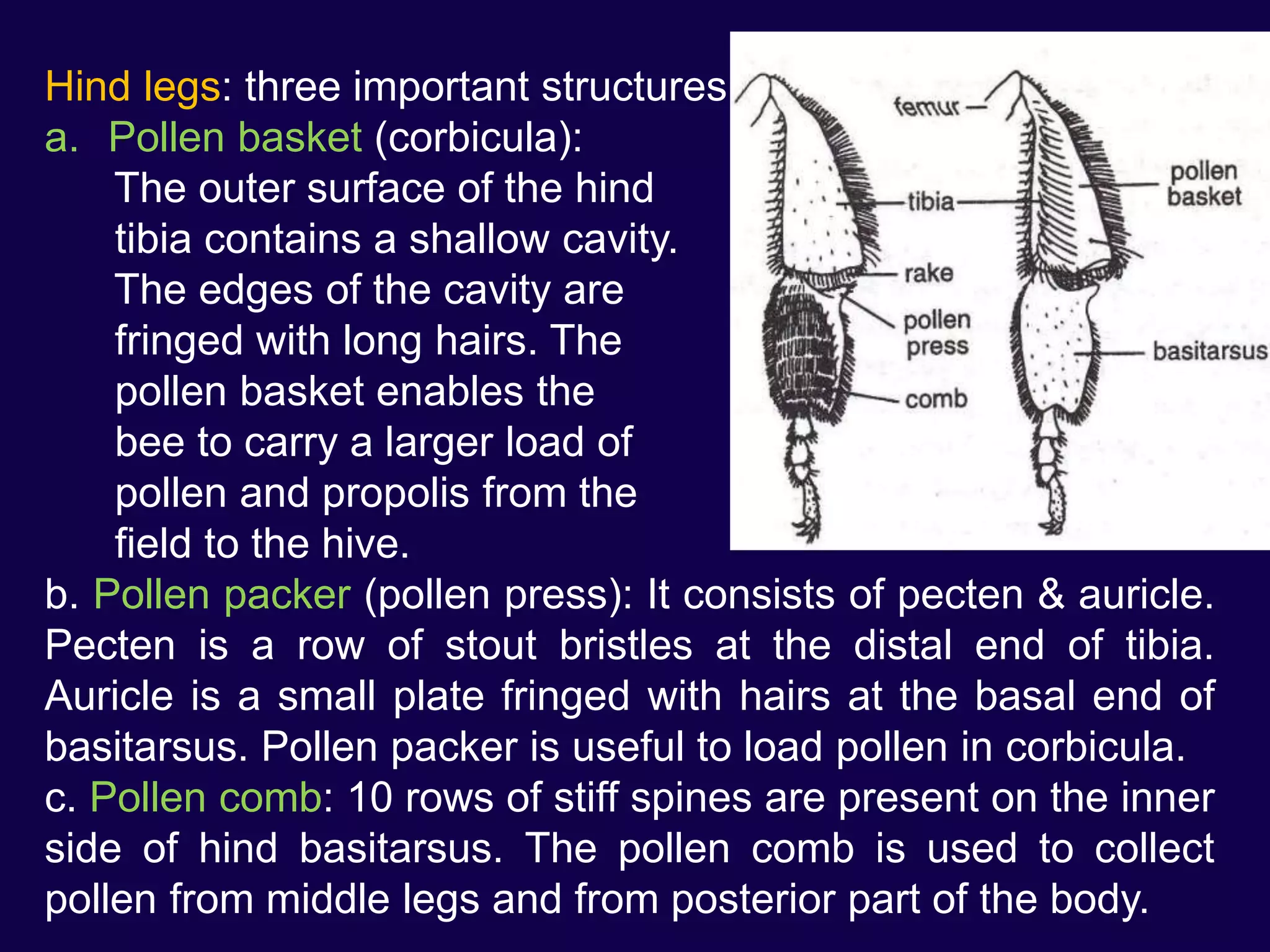 Lec. 10 Structure and modifications of insect legs.ppt | Beekeeping ...