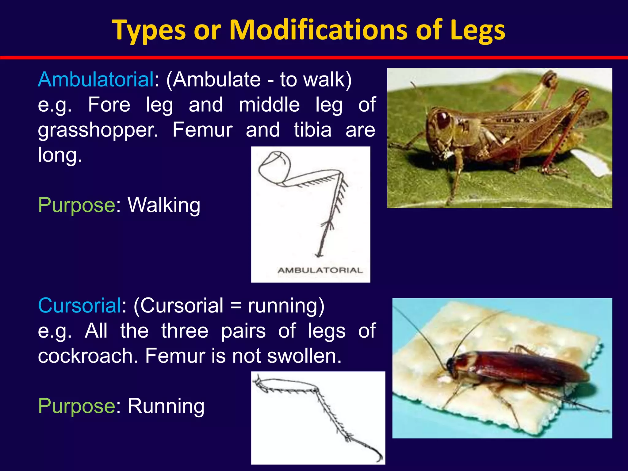 Lec. 10 Structure and modifications of insect legs.ppt