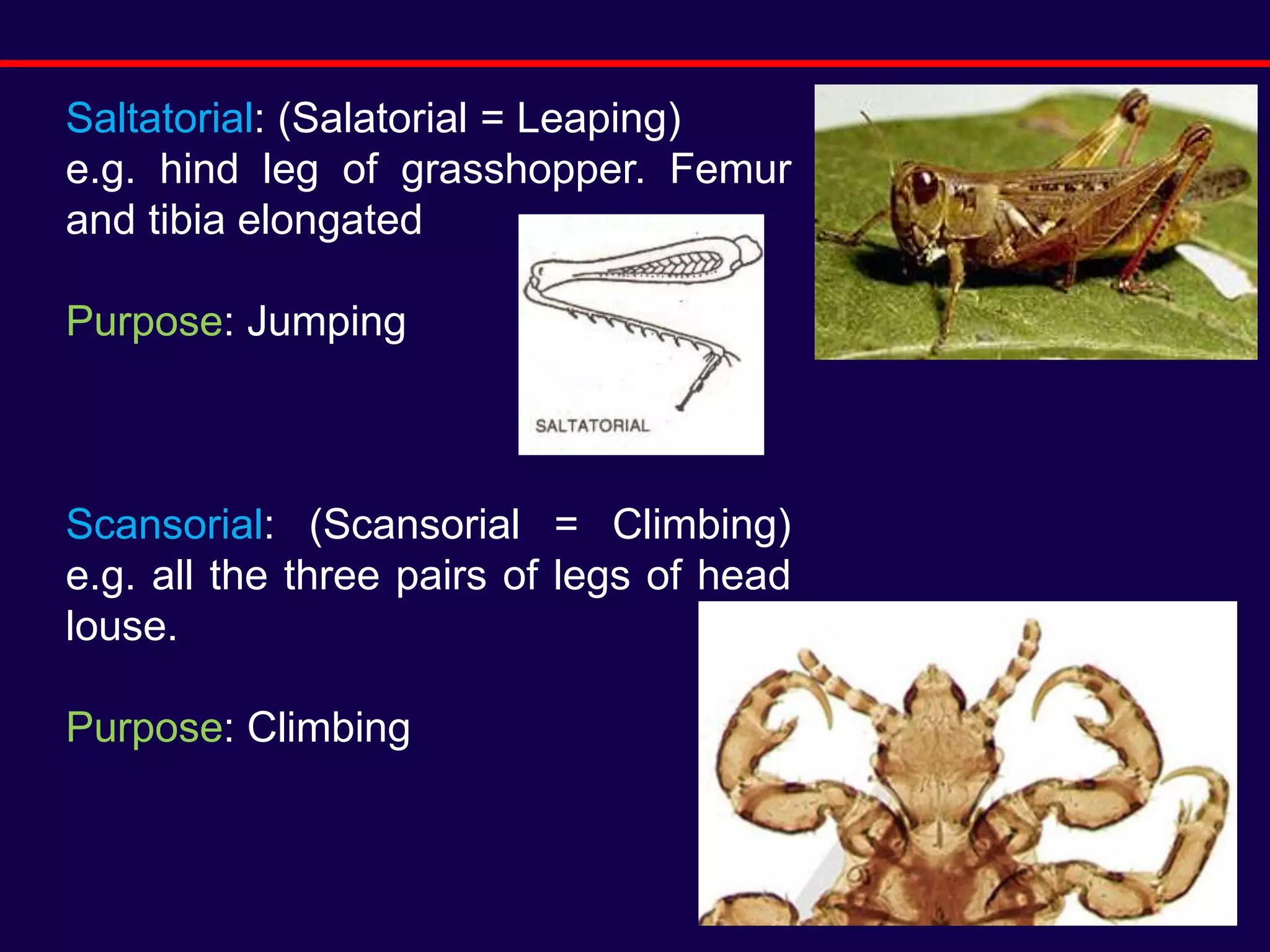 Lec. 10 Structure and modifications of insect legs.ppt