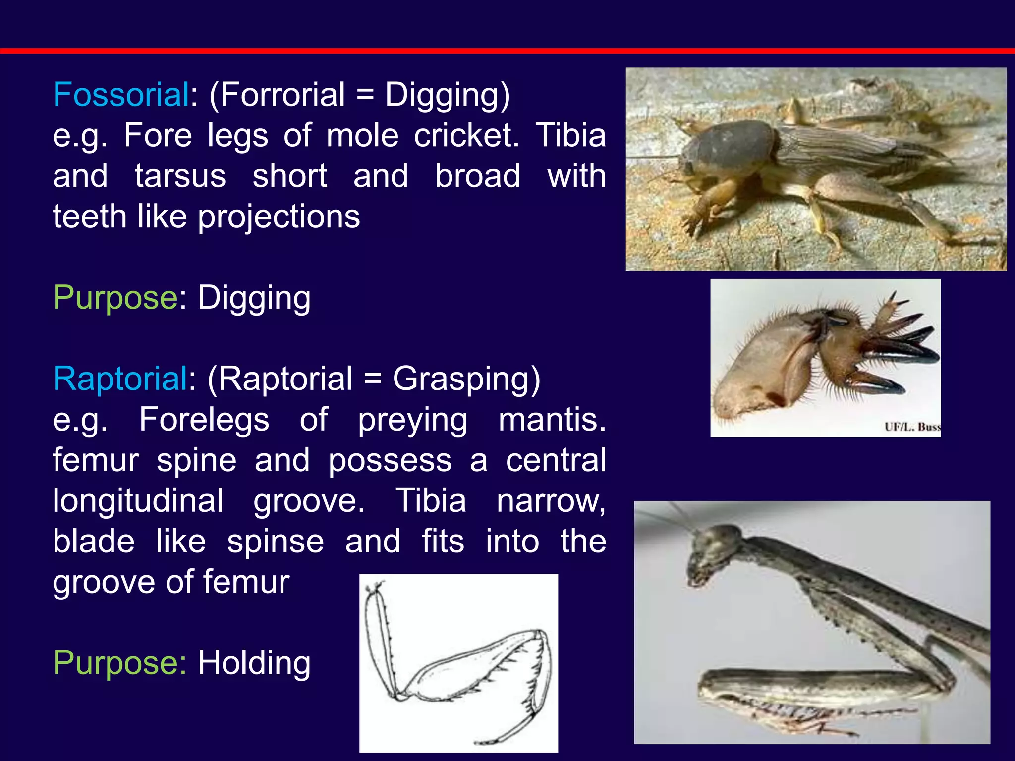 Lec. 10 Structure and modifications of insect legs.ppt