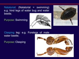 Lec. 10 Structure and modifications of insect legs.ppt