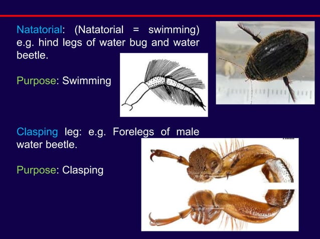 Lec. 10 Structure and modifications of insect legs.ppt | Beekeeping ...