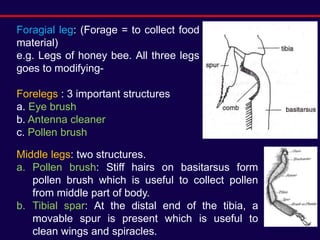 Lec. 10 Structure and modifications of insect legs.ppt