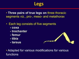 Lec. 10 Structure and modifications of insect legs.ppt
