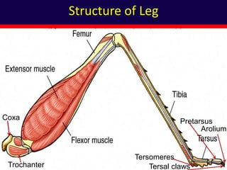 Lec. 10 Structure and modifications of insect legs.ppt | Beekeeping ...