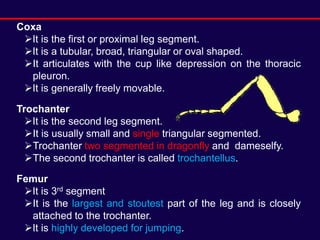 Lec. 10 Structure and modifications of insect legs.ppt