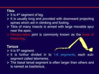 Lec. 10 Structure and modifications of insect legs.ppt