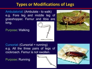 Lec. 10 Structure and modifications of insect legs.ppt