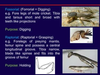 Lec. 10 Structure and modifications of insect legs.ppt