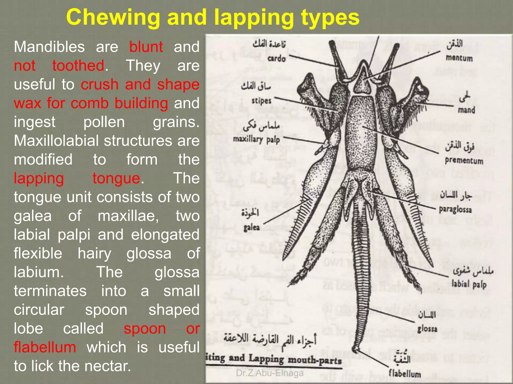 Lec. 9 Structure and modifications of mouth parts.ppt